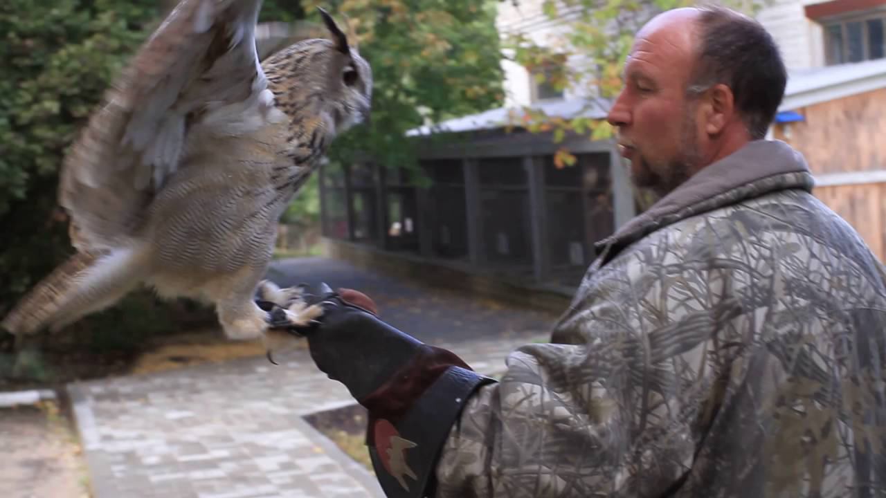 Филин Фантик в питомнике заповедника "Галичья гора"