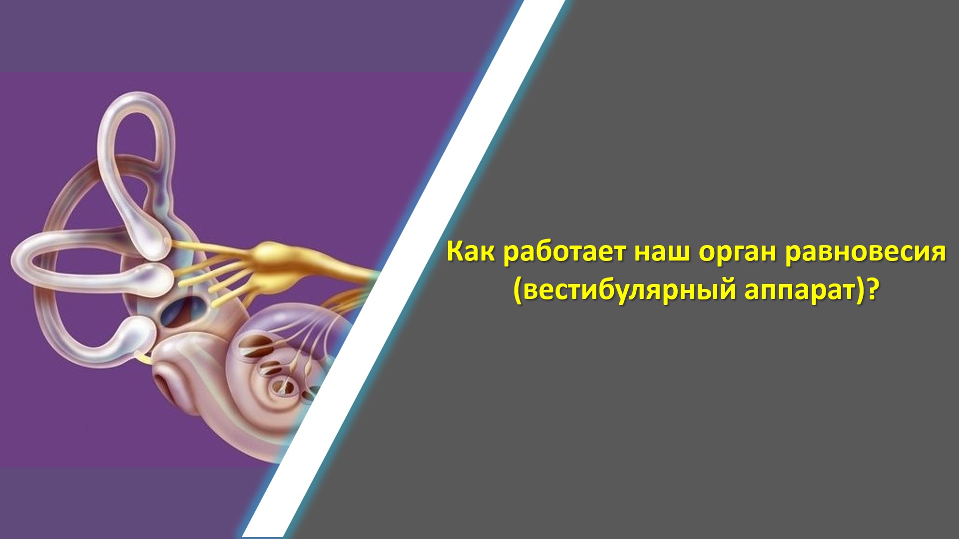 Как работает вестибулярный аппарат | ДППГ
