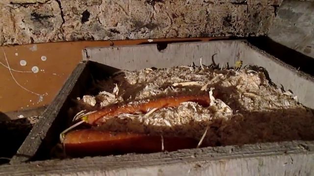 как сохранить морковь