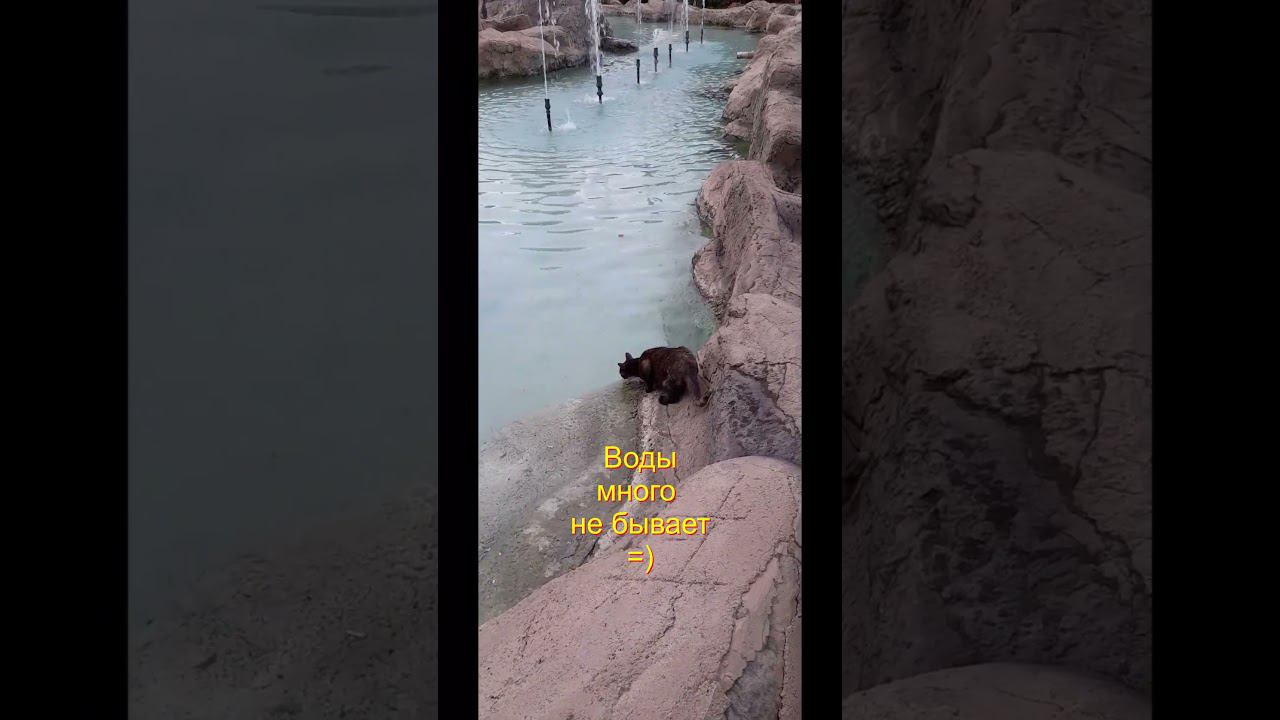 Котик пьет воду. Супер поилка. Воды много не бывает shorts