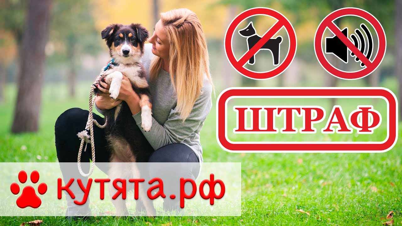 Штраф за лай собаки в ночное время