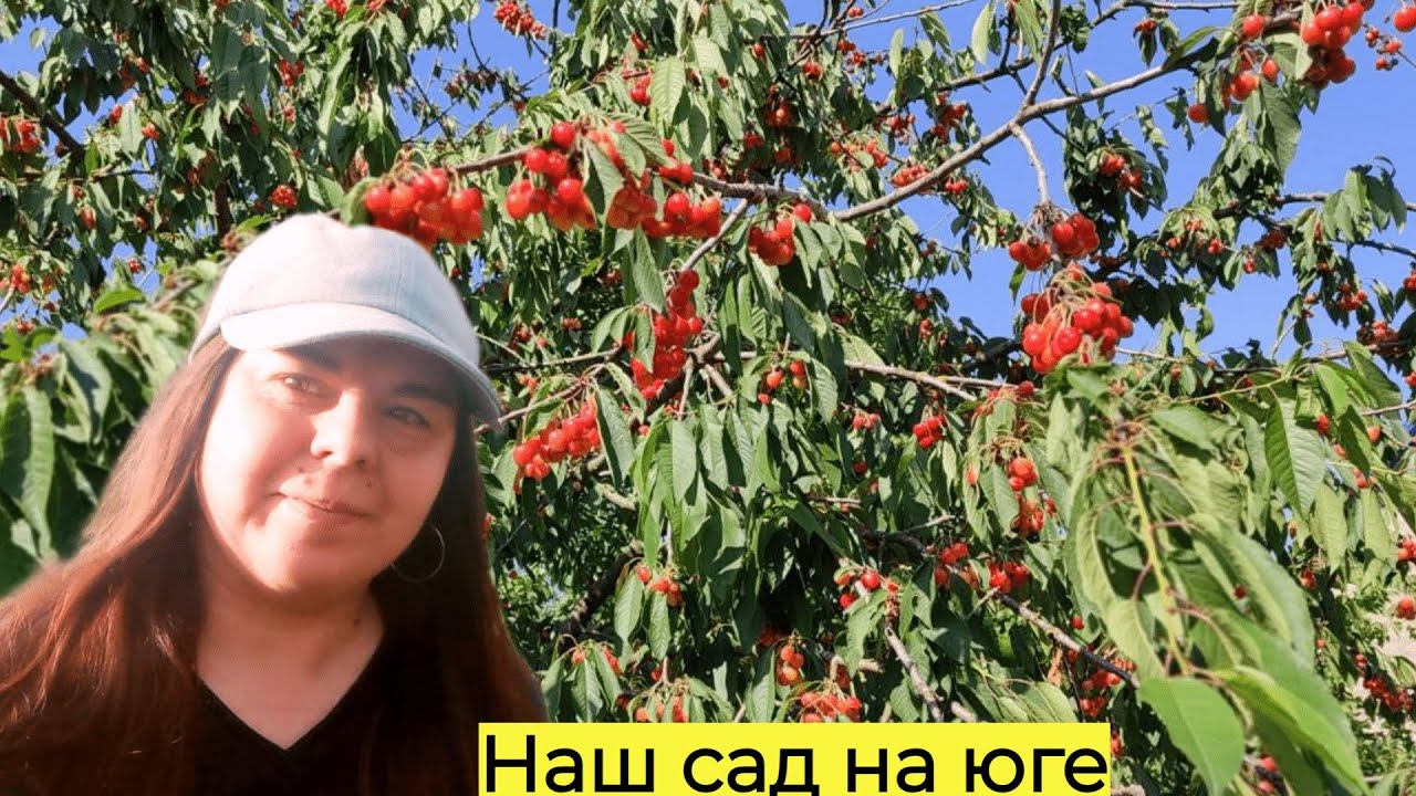 Новгородцы на юге. ЧТО РАСТЕТ В НАШЕМ САДУ НА ЮГЕ ☀️Переезд на юг в Краснодарский край