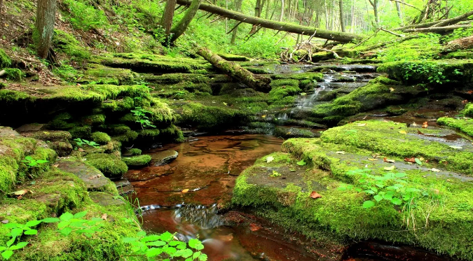 Релакс. Белый шум. Звуки природы - Звуки журчащего ручья ✦ звуки леса ✦ relaxing