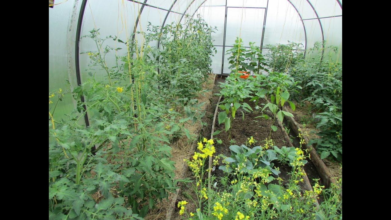 КАК Я ПАСЫНКУЮ ТОМАТЫ!