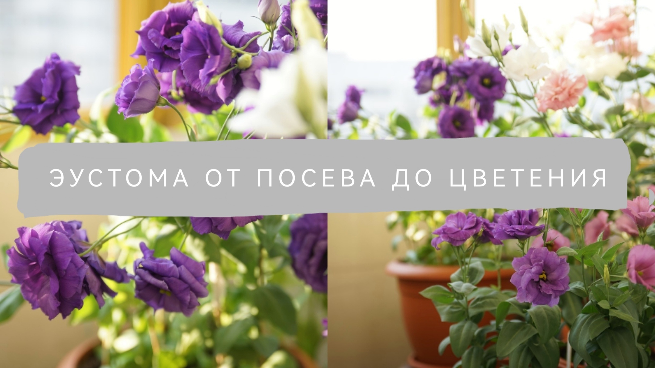 ЭУСТОМА от посева до цветения