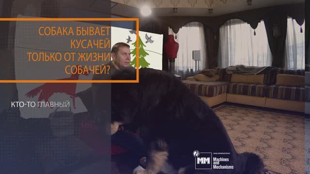 ПОВОДОК ПРИВЯЗАННОСТИ. часть 6. Только от жизни собачей...