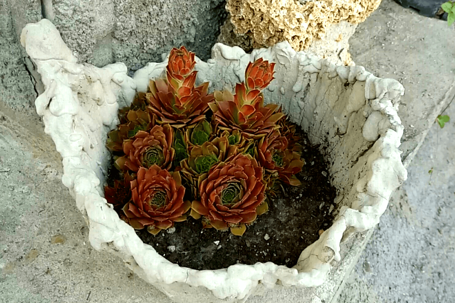 Садовые цветочные кашпо из цемента и тряпок. Насколько долговечны? Мой опыт