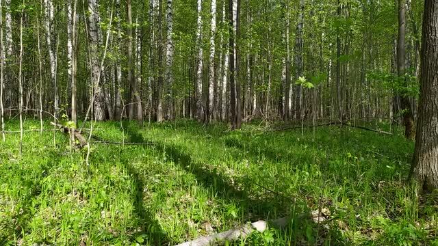 Весенний лес. Звуки природы