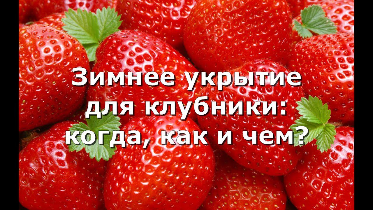 Зимнеее укрытие для клубники: когда, как и чем?