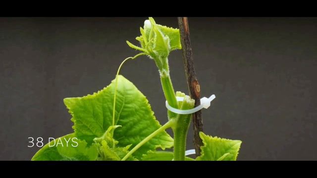 Как вырастить огурец по быстрому