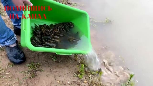 ЗАПУСКАЮ РАКОВ В ПРУД. КАК ЭТО СДЕЛАТЬ ПРАВИЛЬНО? СМОТРИТЕ.