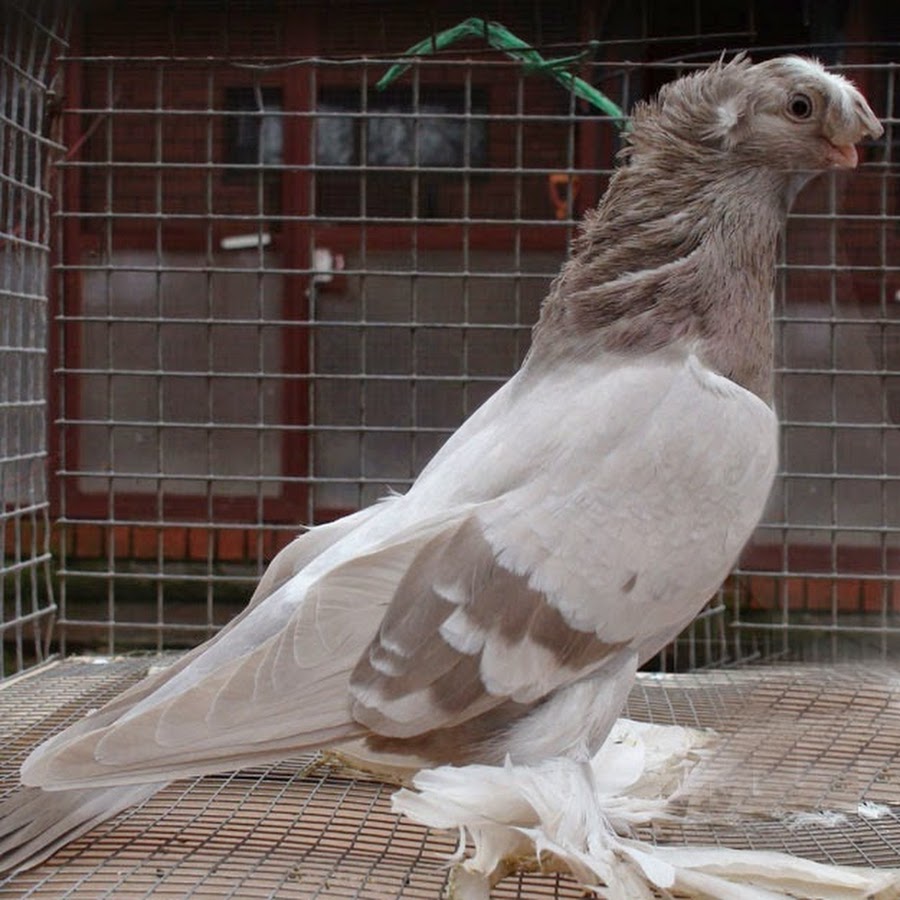 Узбекские голуби#голубь#красивый голубь# узбекский голубь#Уральские пельмени