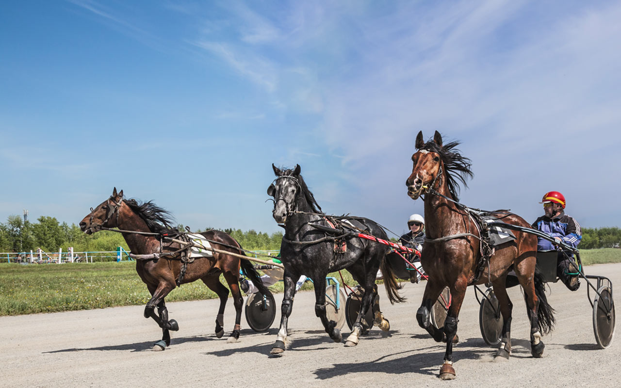 Конские бега. Под веселую мелодию.