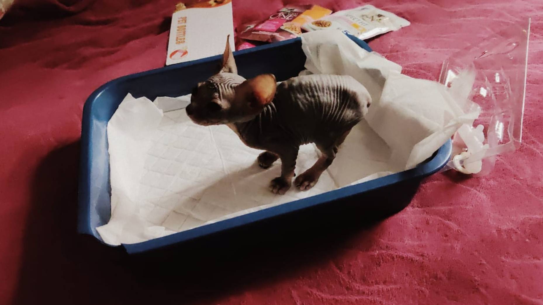 Обзор покупки с Валбериса для моего котенка сфинкса