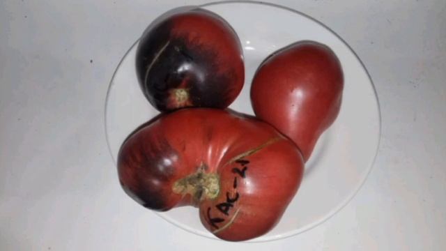 Сорт томата _КАС-21_