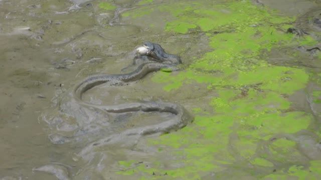 Водяной уж поймал рыбу