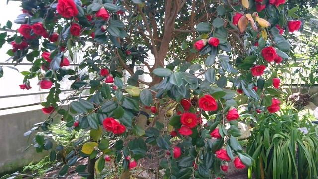 Камелии в географическом саду, Колдинг, Дания.