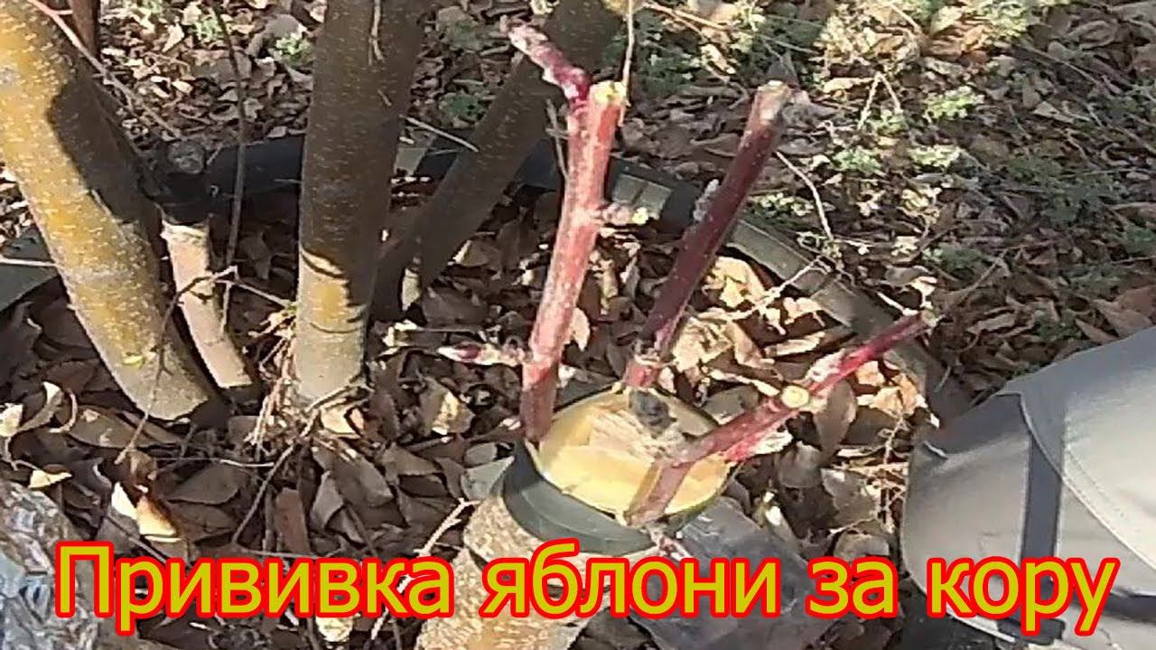 Прививка яблони за кору.