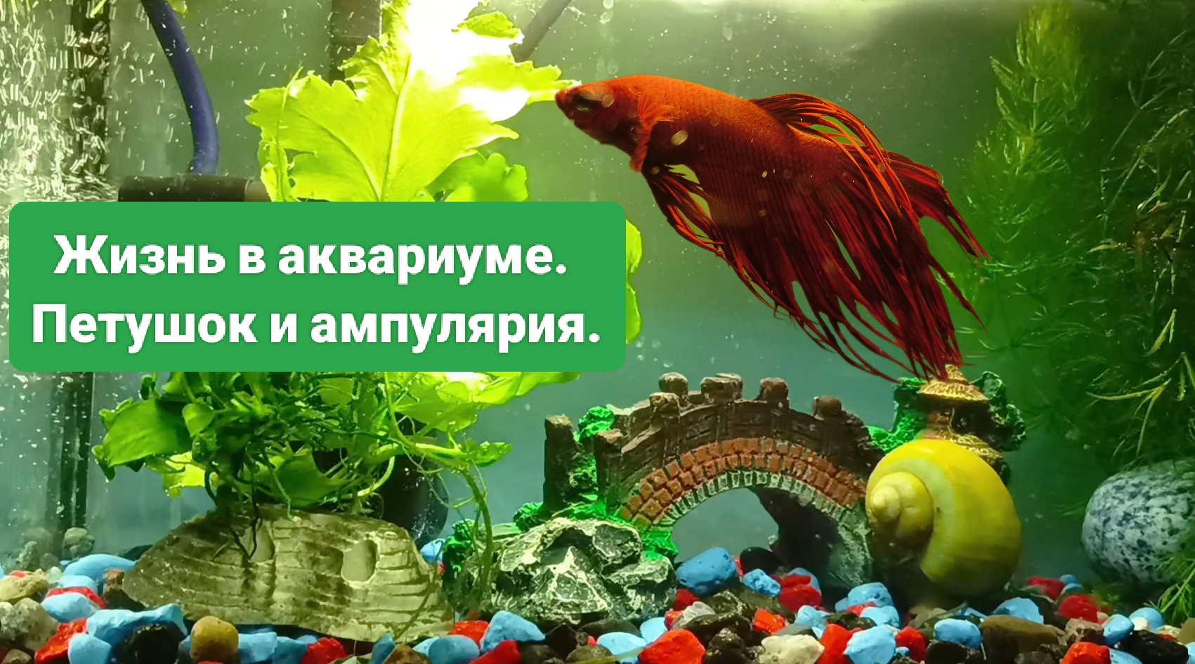 Жизнь в аквариуме. Петушок и ампулярия.