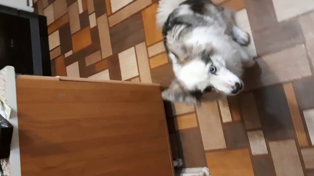 Мои Бальные Танцы