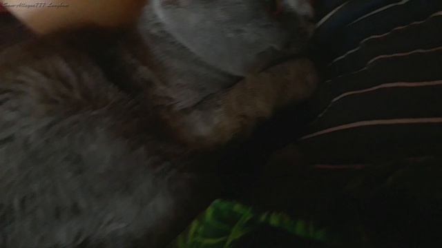 Мой котенок вислоухий шотландец и я отдыхаем и смотрим телевизор