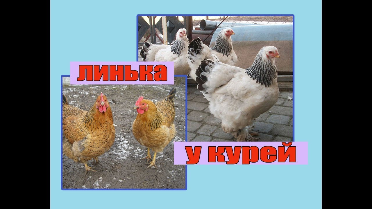 Линька у кур -несушек,  что делать?