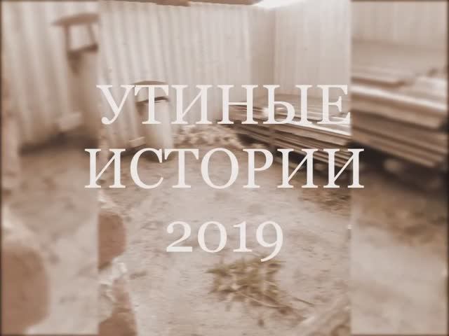 УТИНЫЕ ИСТОРИИ 2019г.