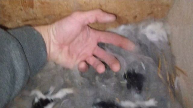 Крольчатам уже  10 дней.mp4