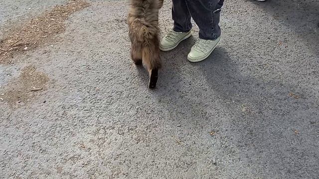 Совсем не суровая кошка из Каслей и дом с красивыми наличниками