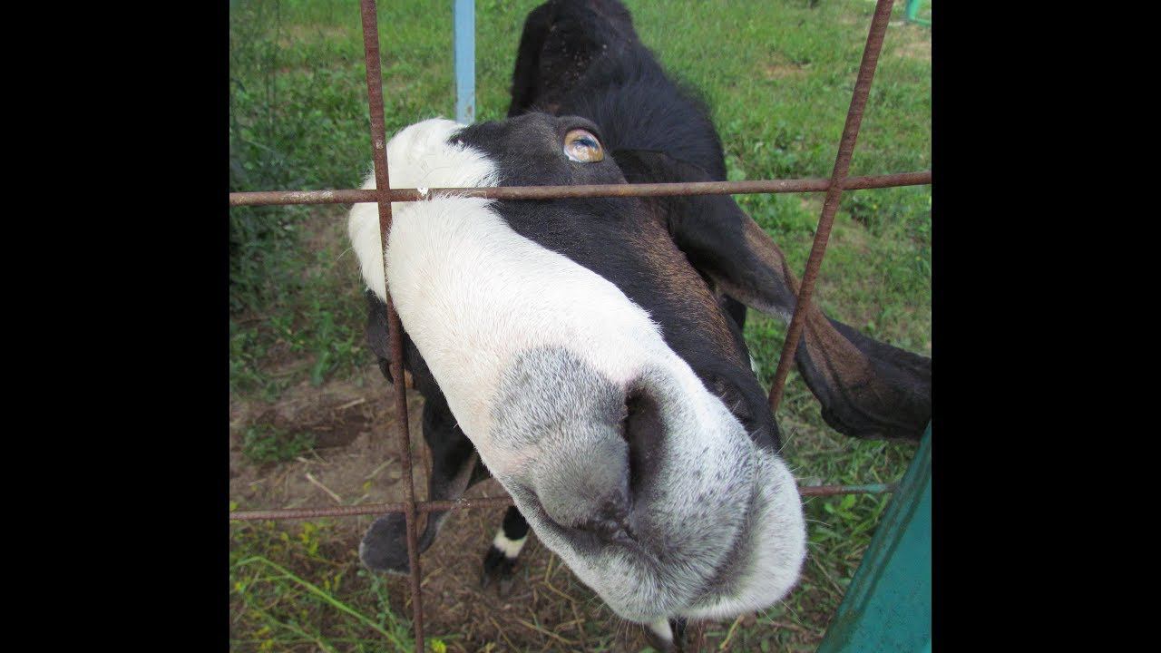 Зоопарк «ГОРКИ»