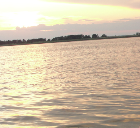 Сосновая роща. Отдых на природе.