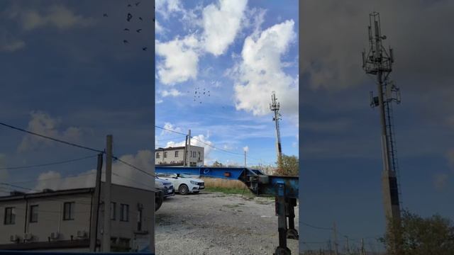 Спортивные голуби ?️ Полет домой 07-11-2023