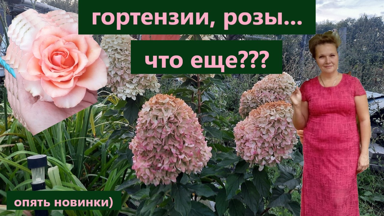 Новинки для сада! Красавицы розы и гортензии. Посадка гортензии.