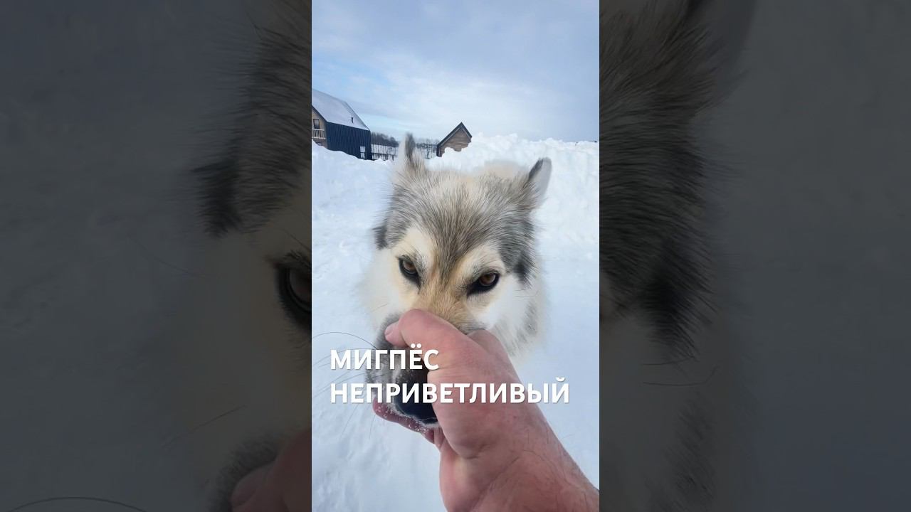 Миг не хочет здороваться #мигпёс #новоеархангельское