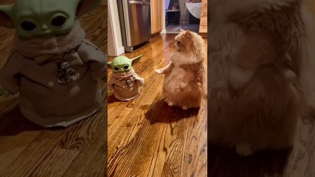 Юный падаван.