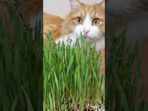 Моя микрозелень, первые попытки