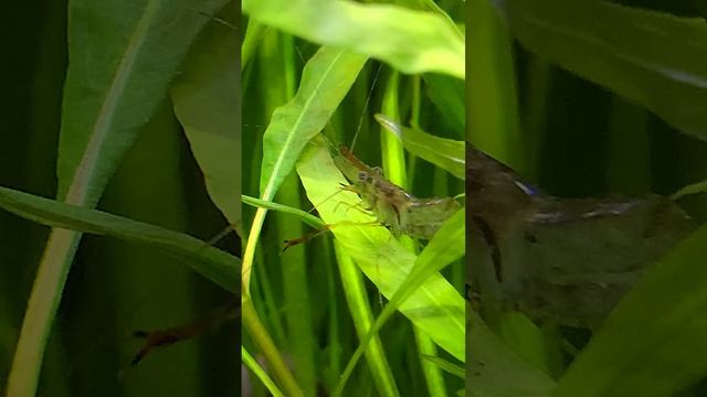 Смешная креветка макробрахиум видео #рутуб
