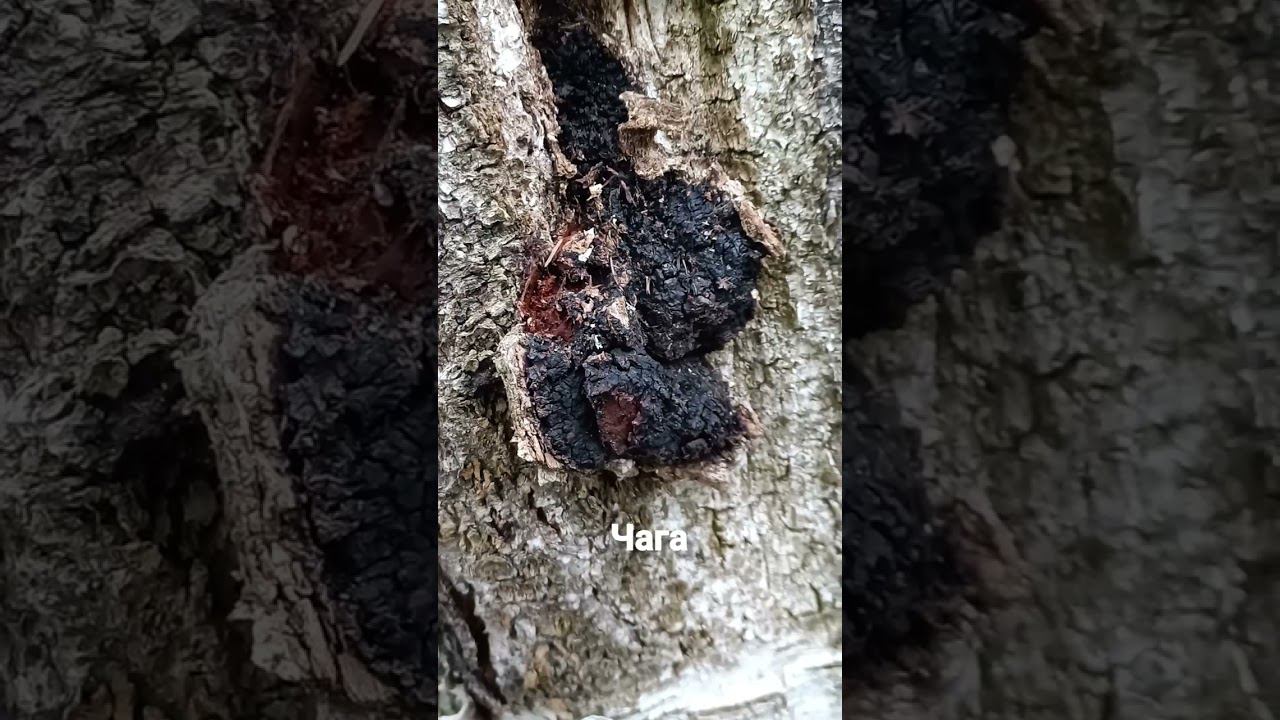 Весна в лесу - подснежники, березовый сок, клещи...