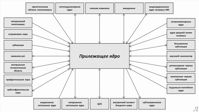 11.6 Подробное разъяснение. Прилежащее ядро