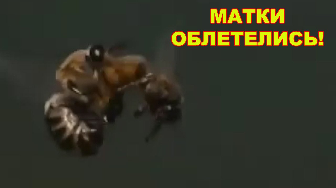 100% облёт маток на Главный взяток.