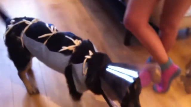 Чапа Раненая