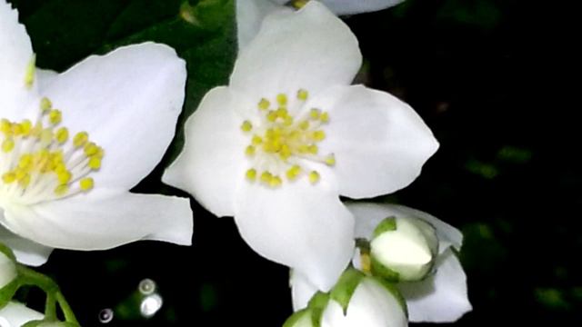 Жасмин в парке