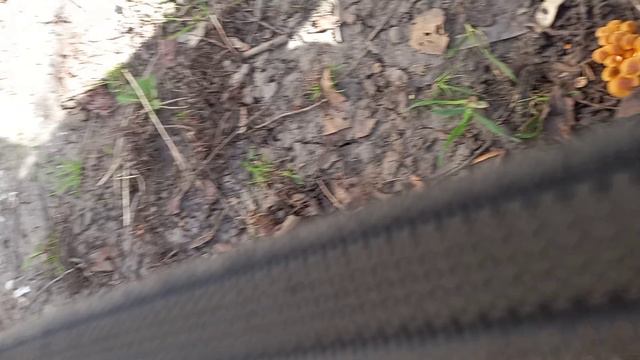 ❗Нонсанс😲 Фламмулина в апреле❗ #shorts #грибы #funny #nature #shortsvideo #природа #fun #лес #video