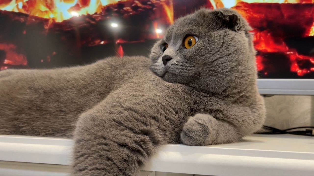 Наш кот спит