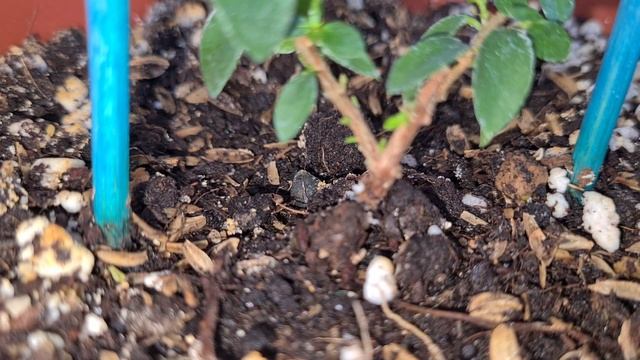 Мирцеевгения  4