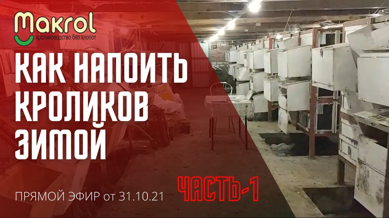 ?Ниппельное поение кроликов зимой Возможно ли? Субботняя консультация в ПРЯМОМ эфире #Макляк #Макро