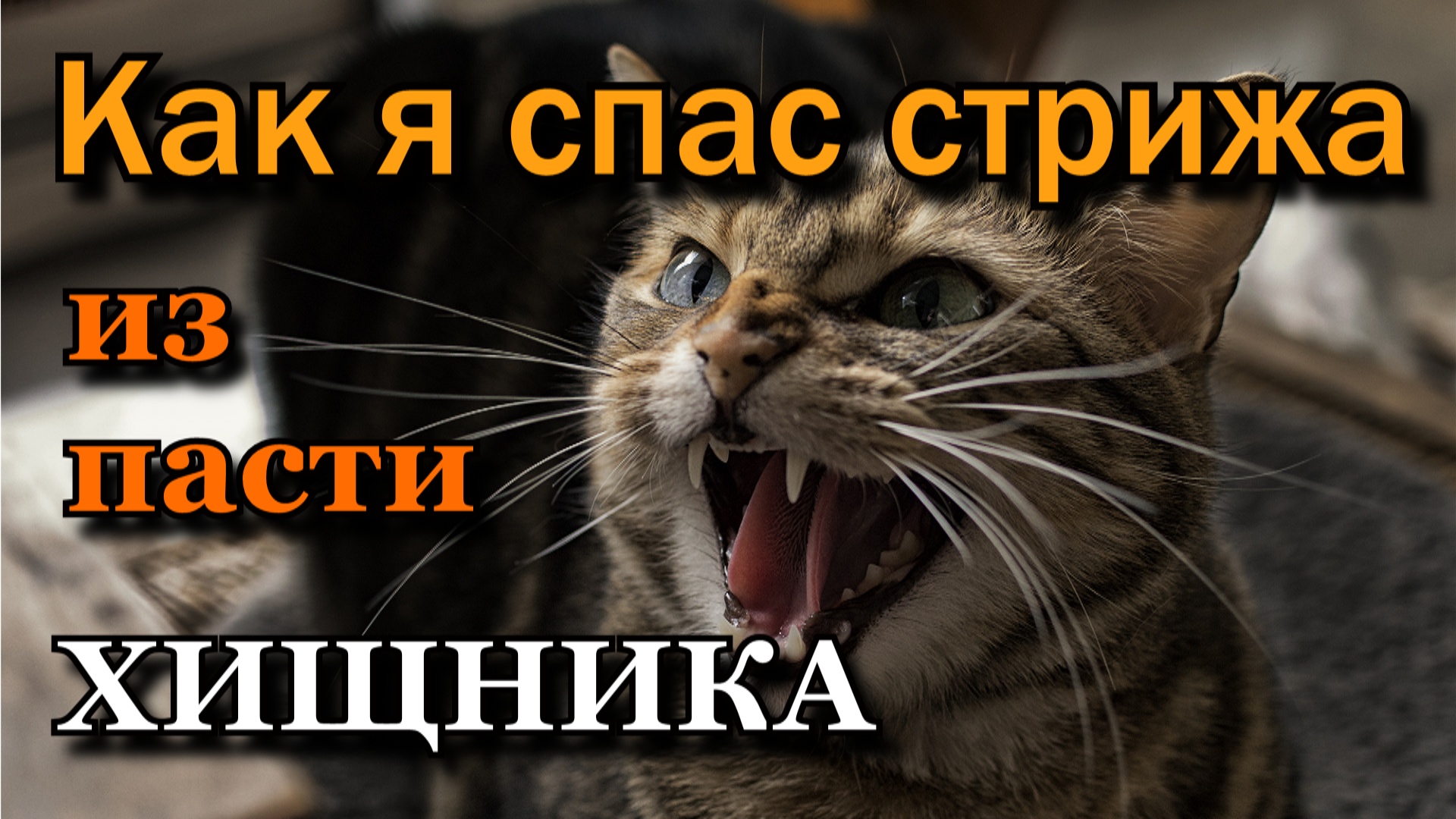 Как я спас стрижа