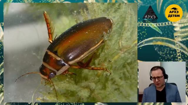 Поверхностная жизнь курса  Неурочные беспозвоночные с Вадимом Марьинским