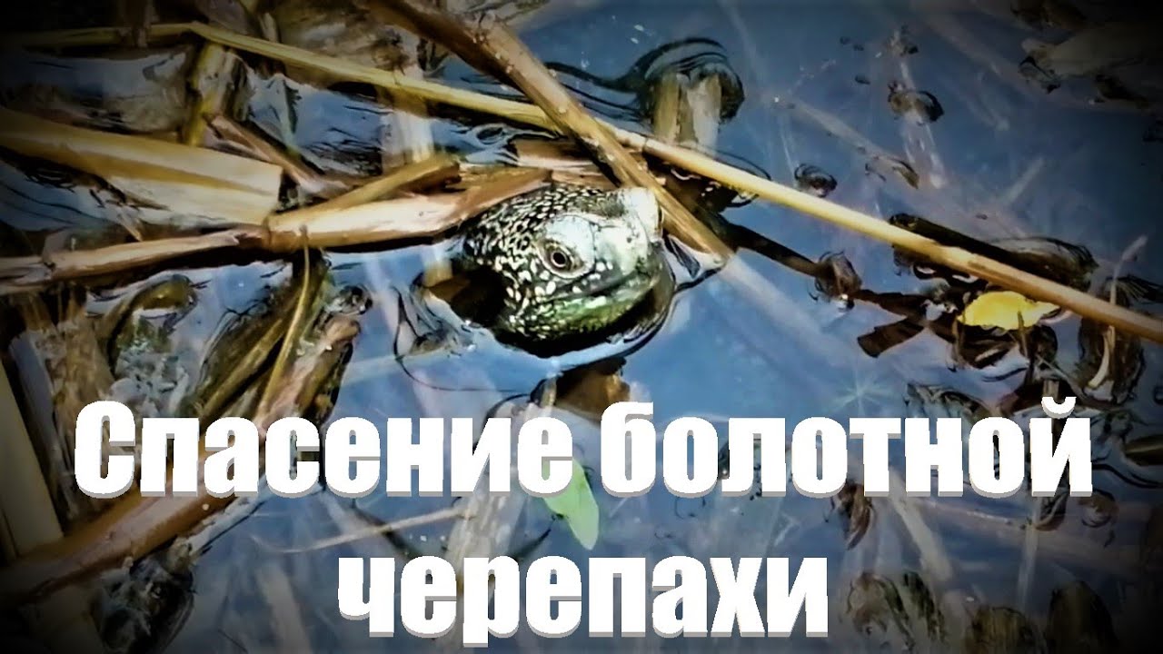 СПАСЕНИЕ БОЛОТНОЙ ЧЕРЕПАХИ.mp4