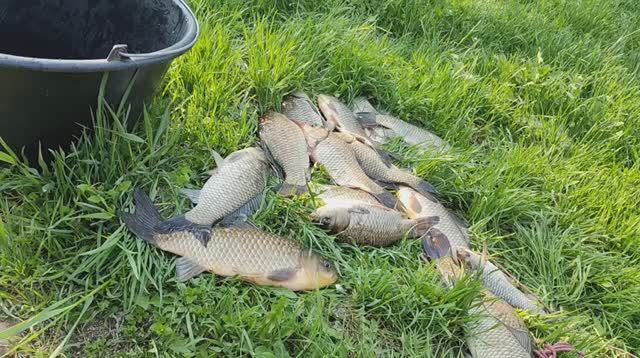 РЫБАЛКА НА КРУПНОГО КАРАСЯ!!ФИДЕР И ЖМЫХОЛОВКИ ПОМОГЛИ НАЛОВИТЬ ВЕДРО РЫБЫ👍